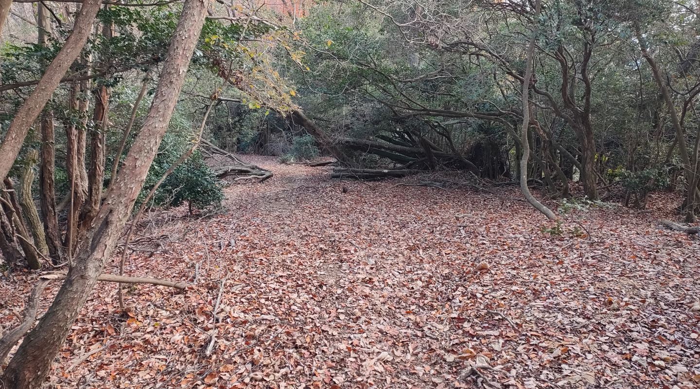 【音羽山(滋賀県/京都府)】大谷駅→音羽山→大津駅 登山ルートガイド - YamaPub